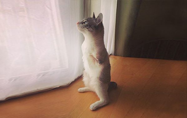 Pusang may kapansanan, naging internet sensation - Radyo La Verdad ...